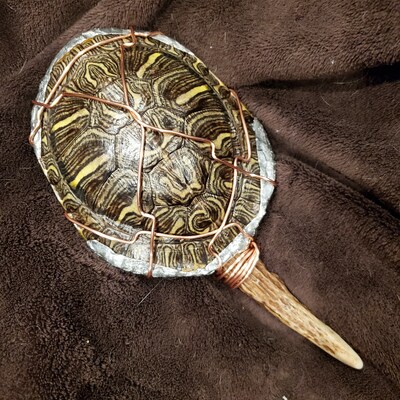 Small Natural Red Eared Slider Turtle Shells 4 5 1/2 Inch CHOOSE Your ...