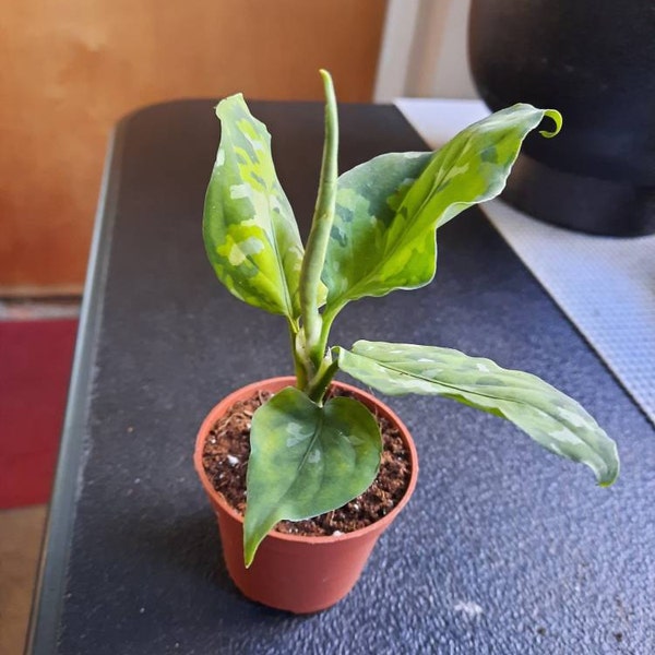 Aglaonema Pictum Tricolor Starter Plant (ALL STARTER PLANTS Require You to Purchase 2 Plants ...