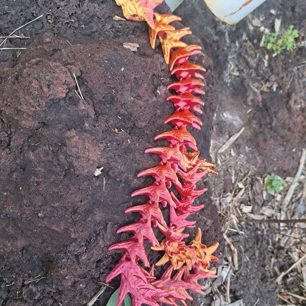 3D Printed Articulated Mini Dachshund Dog Fidget Friend Animal, Baby ...