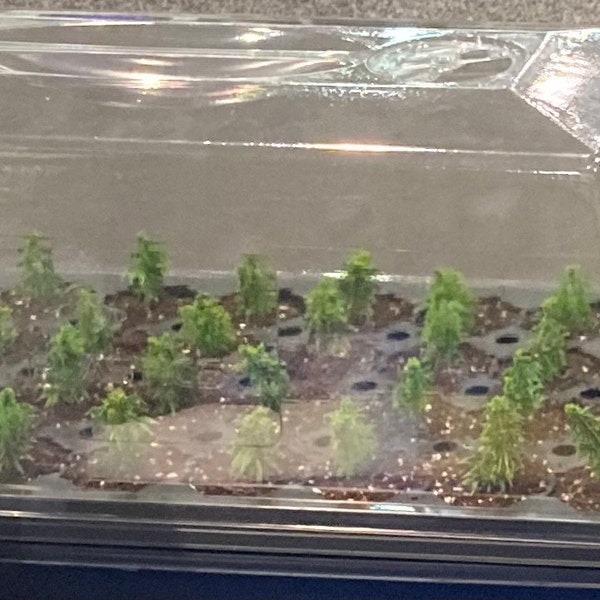 Miniature 9.5 Tall Trees W/planting Peg 2pc Stands for Dollhouse, Model ...