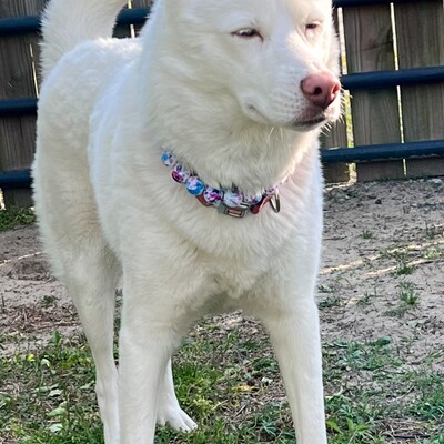 Flamingo Floaty Pool Party Beaded Dog Collar, Collar, Dog Collar, Dog ...