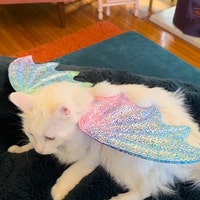 Mini Dragon Wings, Baby Toddler Dragon Wings, Pet Wings, Kids Dragon ...