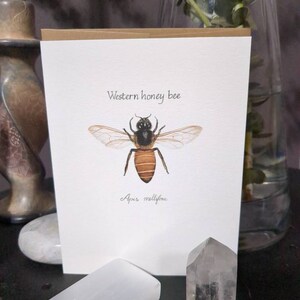 Squirrels Play Piñata Birthday Card Funny Birthday Card - Etsy