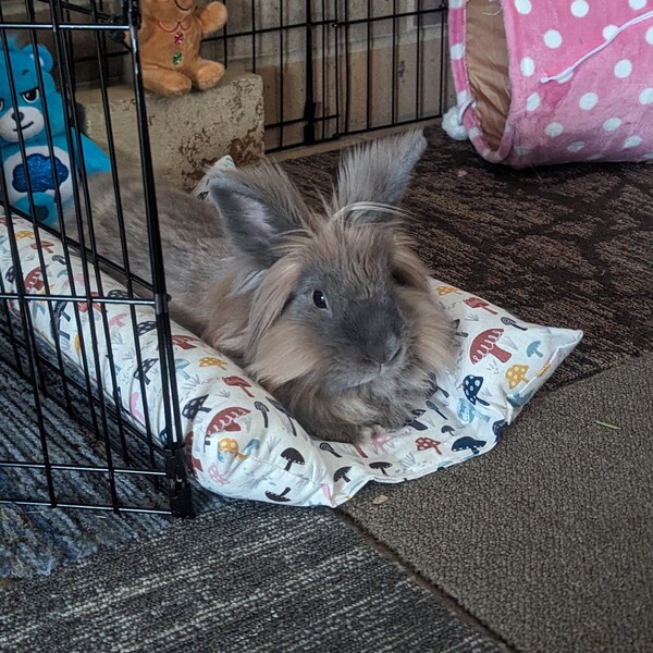 Bunny Snug Bed - Etsy