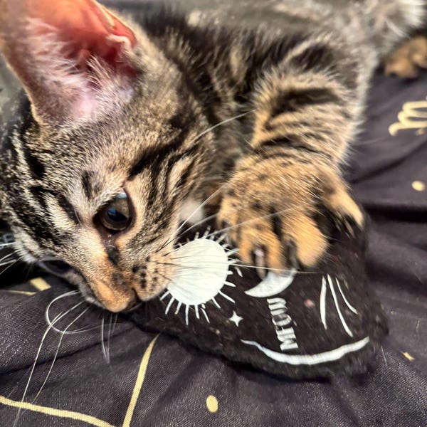 Magical Purple Moon Catnip Cat Toy, Magic Witch and Wizard Cat Toy ...