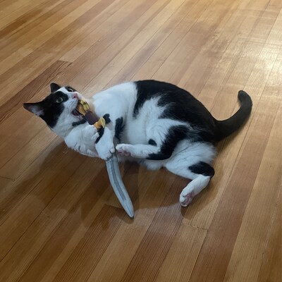 Epic Items Catnip Toy Arming Sword, Kitty Kicker, Filled W/certified ...