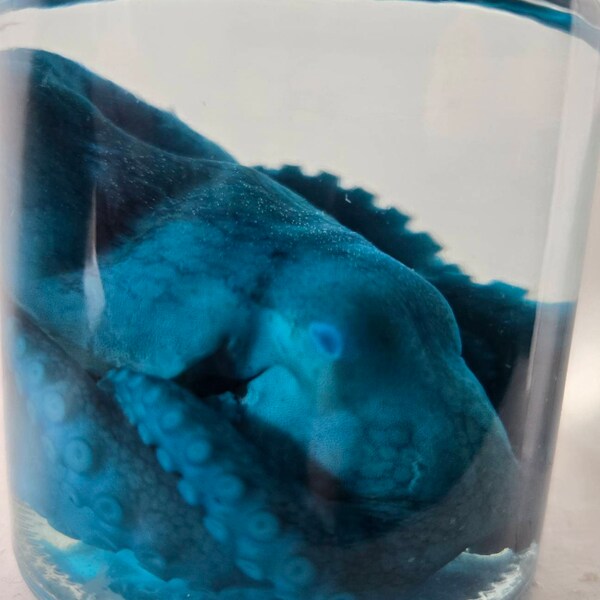 Blue Octopus Wet Specimen on Gothic Stand Oddities Collector Unique ...