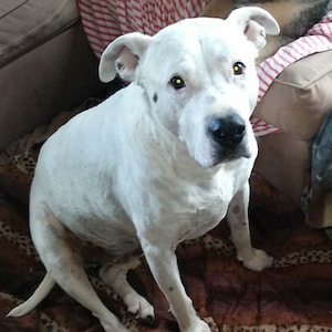 Modified Hoxsey With or Without Boneset - Etsy