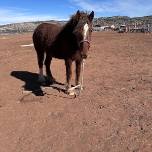 Braided Mule Tape Twist Hobble - Etsy
