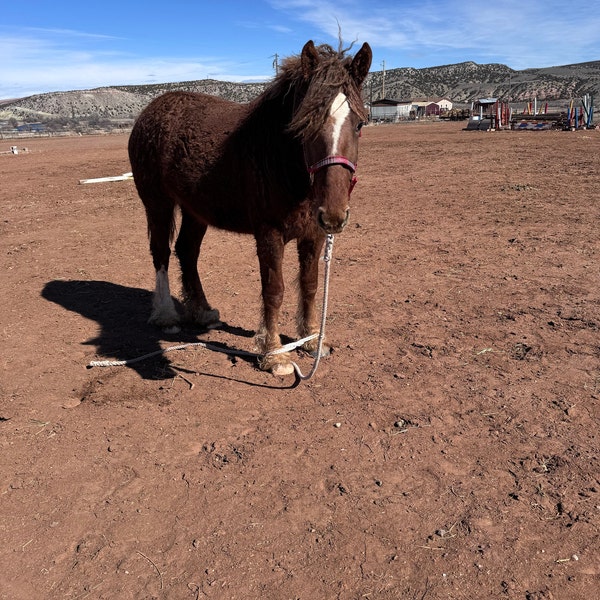 Braided Twist Hobbles and 3 Way Attachment Set - Etsy