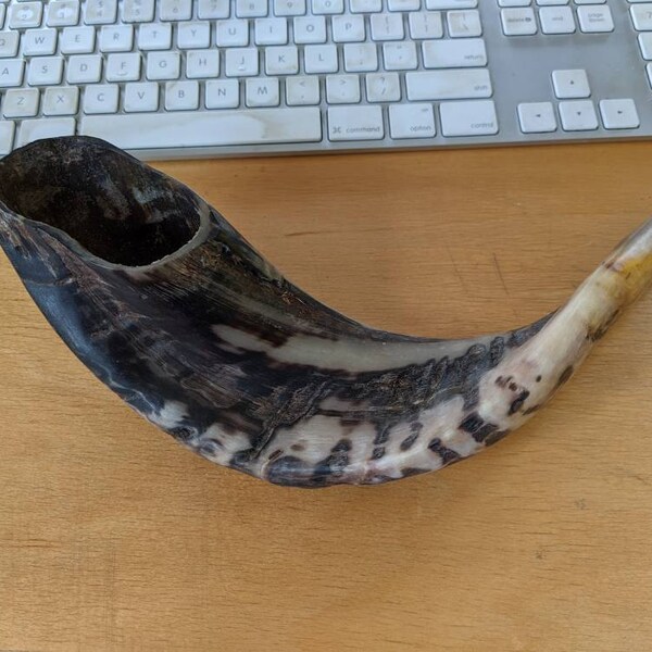 Jewish Shofar Ram Horn 14-16 Inch - Etsy