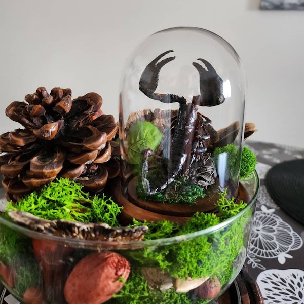 Scorpion in a Small Dome Wall Decor Real Taxidermy Wall Art Home ...