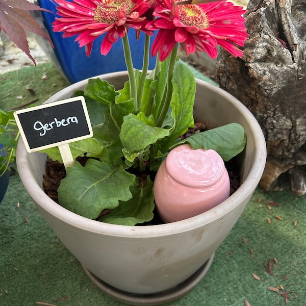 Watering Bell, Self Watering Pot, Self Watering Can, Gardening, Plant ...