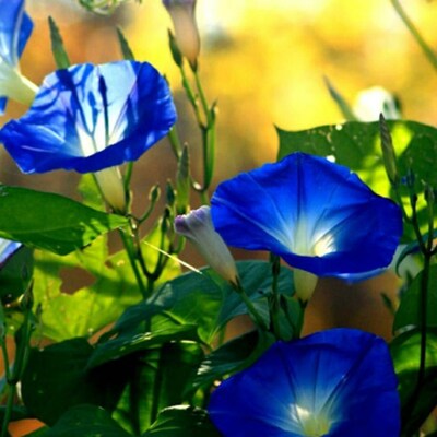 Chakras Meridians Nadis and Aura Clearing Healing and - Etsy