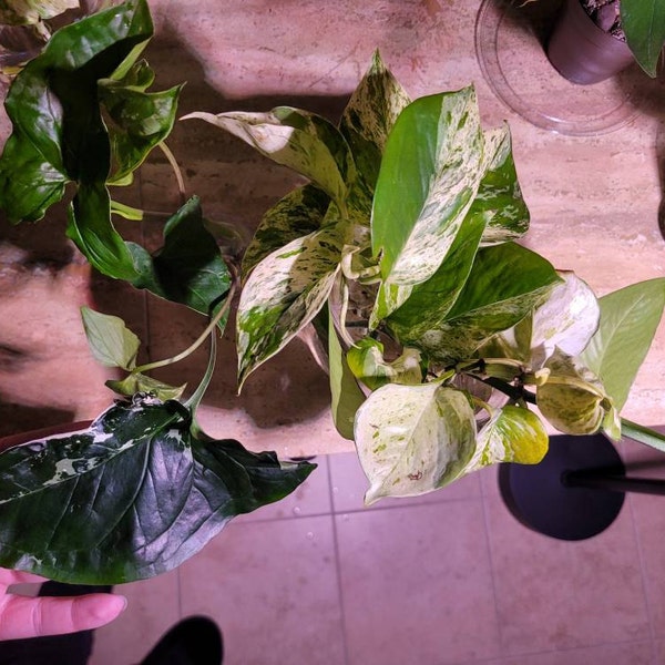 Potho Manjula High Viraigation Rare, Cuttings & Established Plants - Etsy