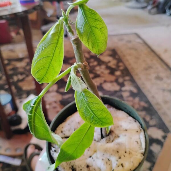 Pina Colada Mango Tree - Live Plant Ships Within a Week!!! No Shipping ...