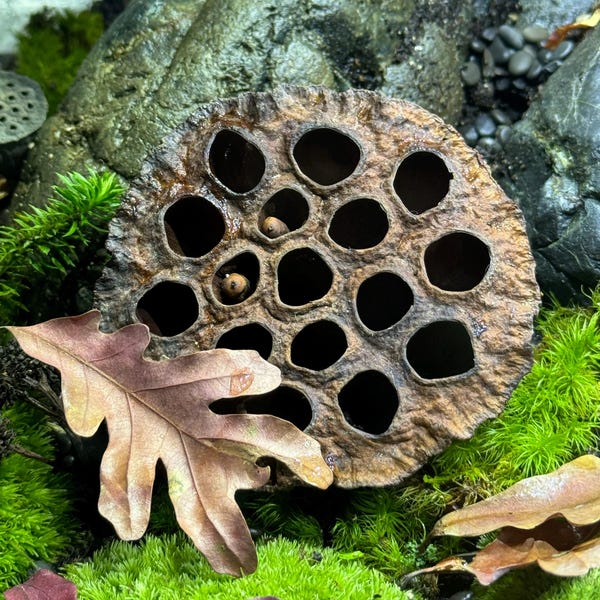 Lotus Head Pod - Isopods / Vivarium / Bioactive / Terrarium ...
