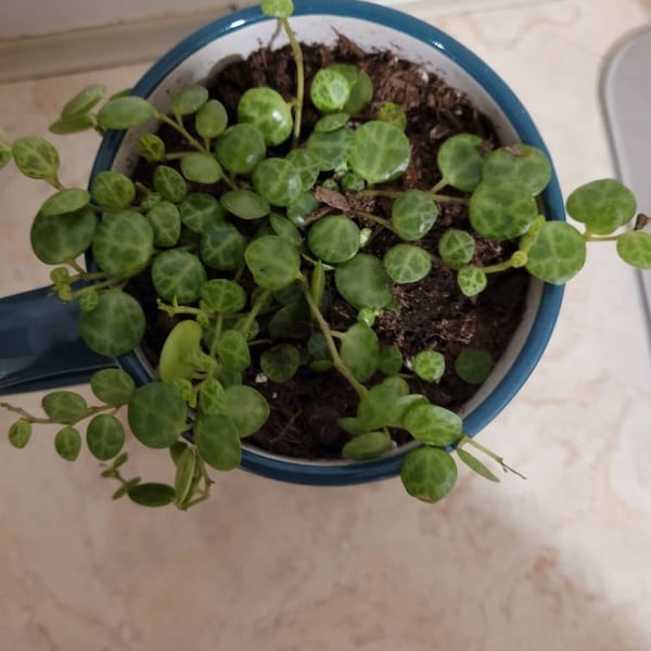 Variegated String of Turtles Starter Plants Pink Plant Ppp FREE ...