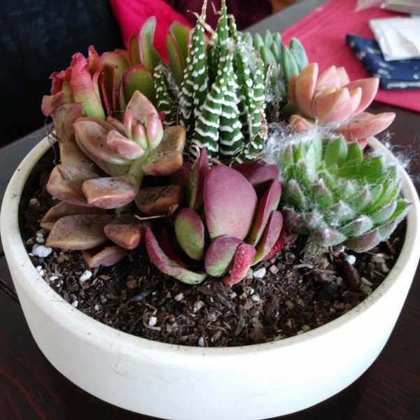 Live Succulent Arrangement in Two-tone Ceramic Bowl, Succulent Planter ...