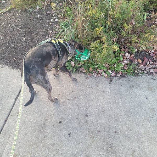 Full Grip Supply Muzzle Lick / Stool Guard - Etsy