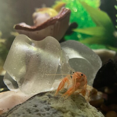 Sea Softened Vitrite light Bulb Bottoms - Etsy