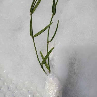 Tradescantia Blossfeldiana Aurea limelight - Etsy
