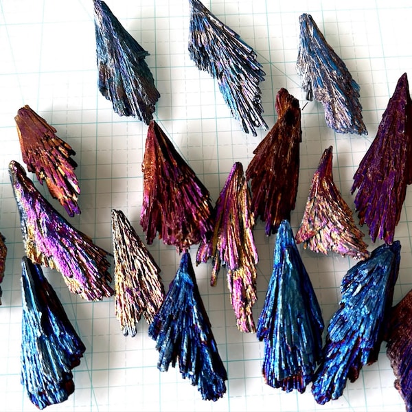 1.5" Approx Bat Devil Caltrops DRILLED or UNDRILLED Real Wood Nut ...