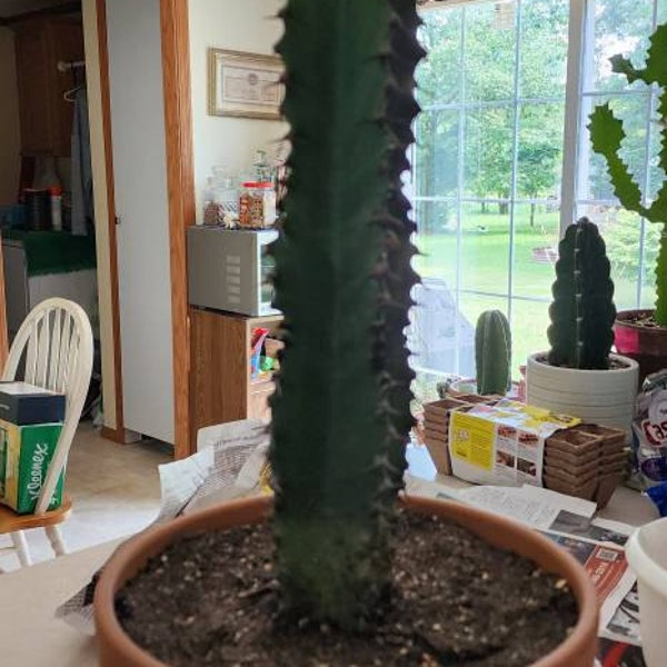 Rooted Chocolate Drop Euphorbia Candelabra Tree - Etsy