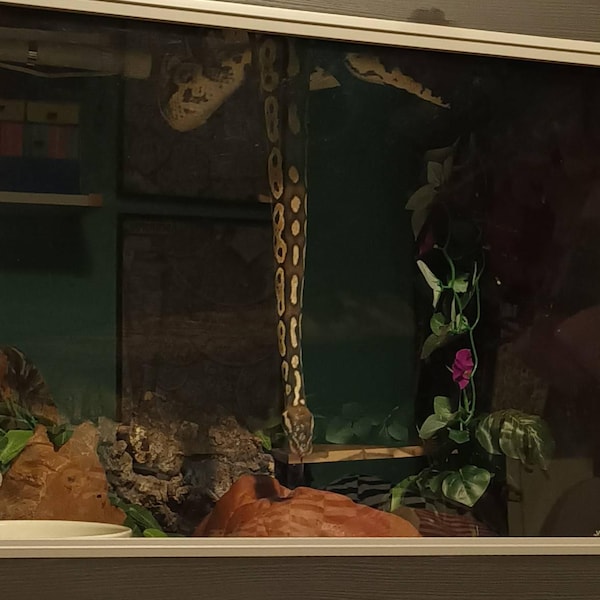 Pocket Monster Ball Reptile Hide, LOVE Ball, Fun Vivarium Gift ...