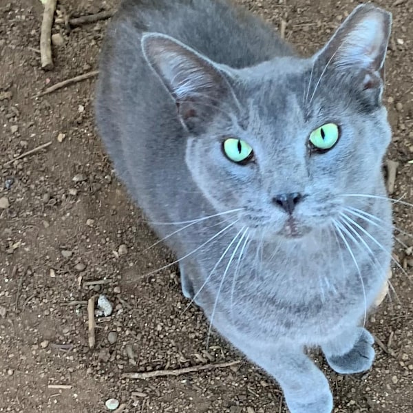 Charbel Makhlouf - Saint Charbel Makhlouf - Sharbel Maklouf - Saint ...