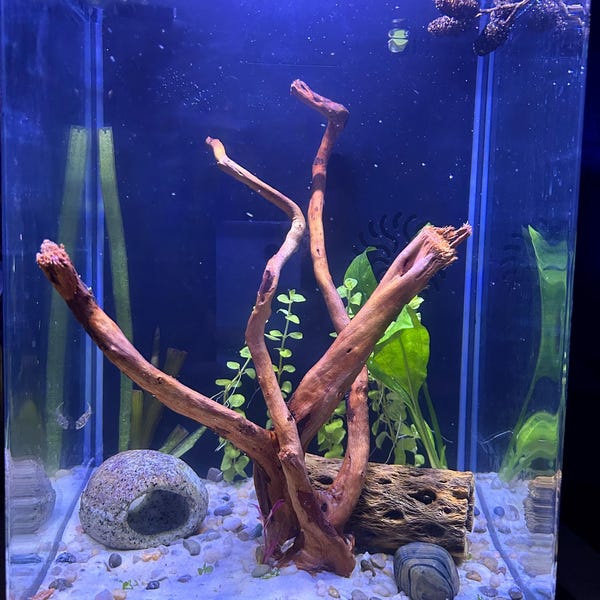 Spider Wood Aquarium Driftwood for Aquarium, Terrarium, Vivarium, and ...