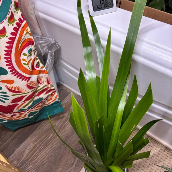 Aztec Sweet Herb Live Plant (phyla Dulcis/lippia Dulcis/yerba Dulce ...