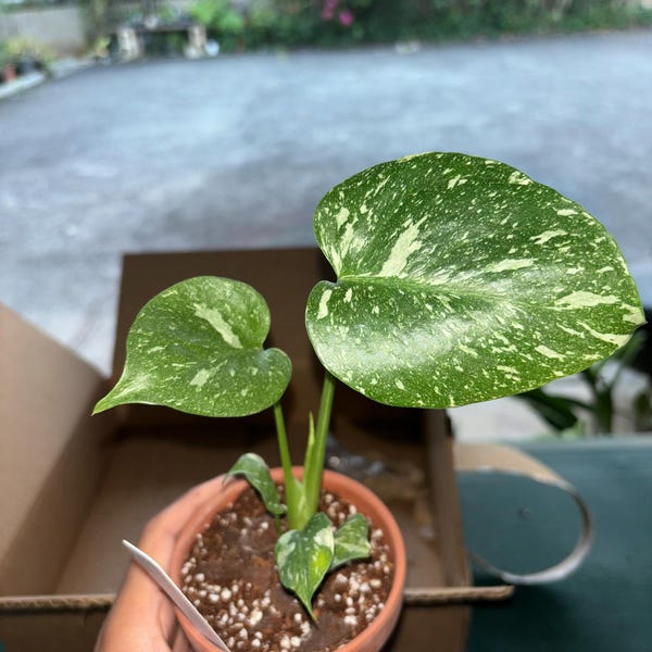 Monstera Legacy Starter Plant (ALL STARTER PLANTS Require You to ...