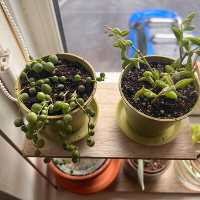 X3 / X2 Trailing Variegated Nepeta Plug Plants for Hanging - Etsy UK