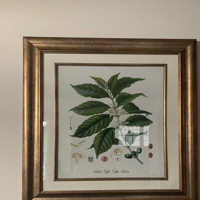 Coffee Botanical Print, Coffee Botanical Art Print, Coffee Bean ...