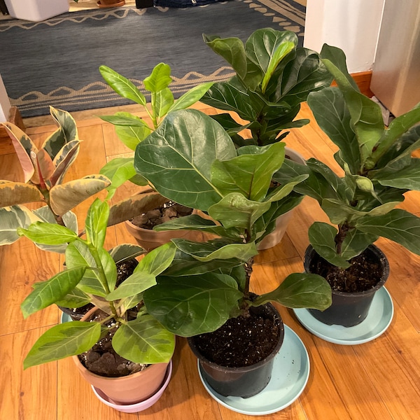 FICUS LYRATA Dwarf Fiddle Leaf Fig With 6" Pot| Little Sunshine Bambino ...