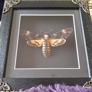 Madagascan Sunset Moth in Box Frame Chrysiridia rhipheus | Etsy