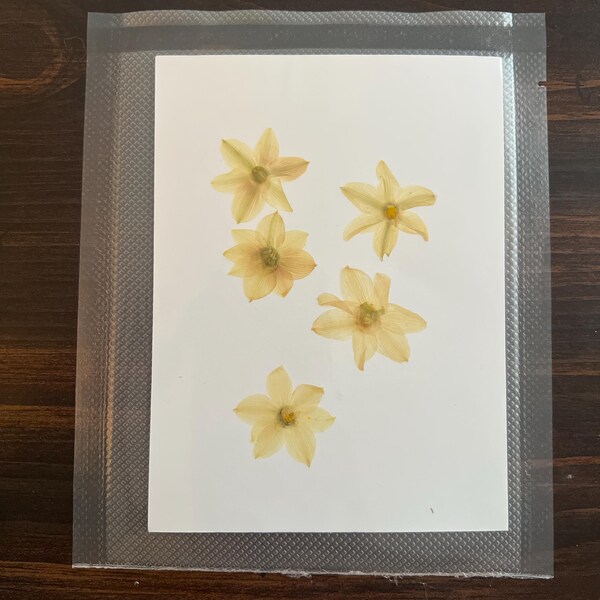 Pressed Flowers, Real Tulips, Dried Flowers for Resin, Flowers on Stalk ...