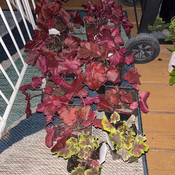 Agastache 'black Adder' (mexican Hyssop) - 3 Well Rooted Starter Plants ...