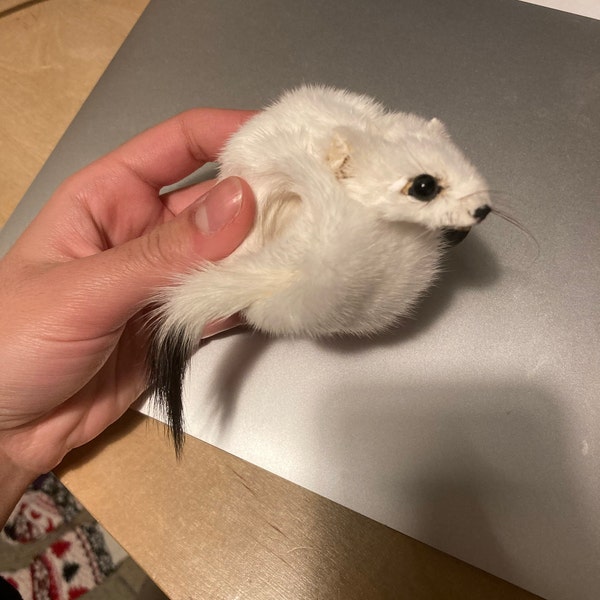 Weasel Slap Bracelet, Sherman the Ermine, White Ermine Slap Bracelet ...