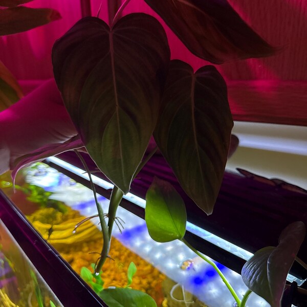 Variegated Philodendron Micans ‘mint’ (non-exact) - Etsy