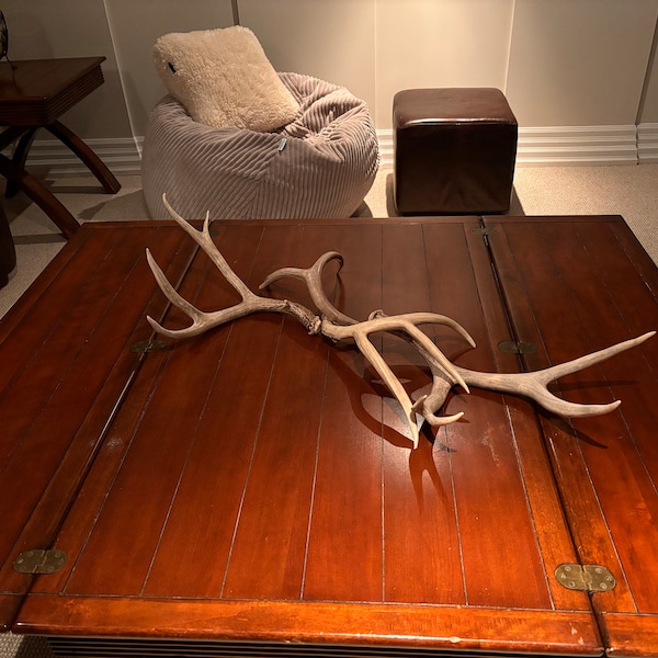 Natural Mule Deer Antlers. FRESH Finds, ANY SIZE. Crafting. Decor ...
