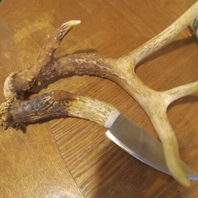 Dark Mini 4pt Whitetail Cut Antler Horn Deer Mount Taxidermy Rack Man ...