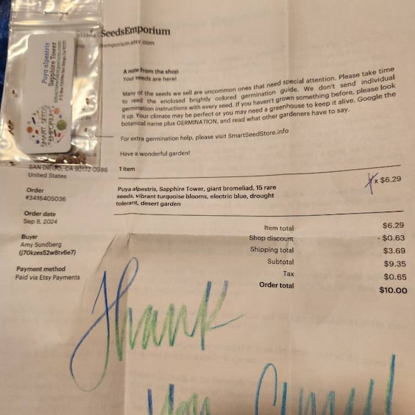 Aztec Black Corn, Ancient Heirloom, 20 Seeds Non GMO, Early Plants ...