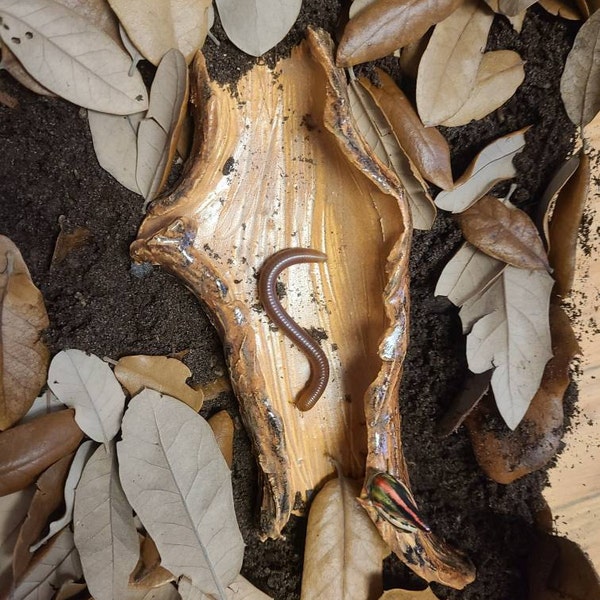 Ceramic Turtle Shell Wall Art, Handmade Turtle Shell Faux Taxidermy - Etsy