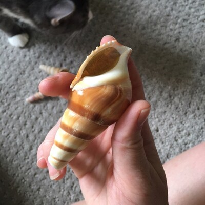 The Magic Conch Mini Size Caramel by Shellpipe free Pipe & Screens W ...
