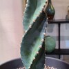 Cereus Peruvianus Spiralis Cactus Cuttings Free Shipping Tornado Cactus SPECIAL - Etsy