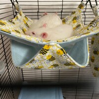 Rat Toy Sampler Bundle, Dig Basket, Ball, Pom Pom, Apple Wood Chew ...