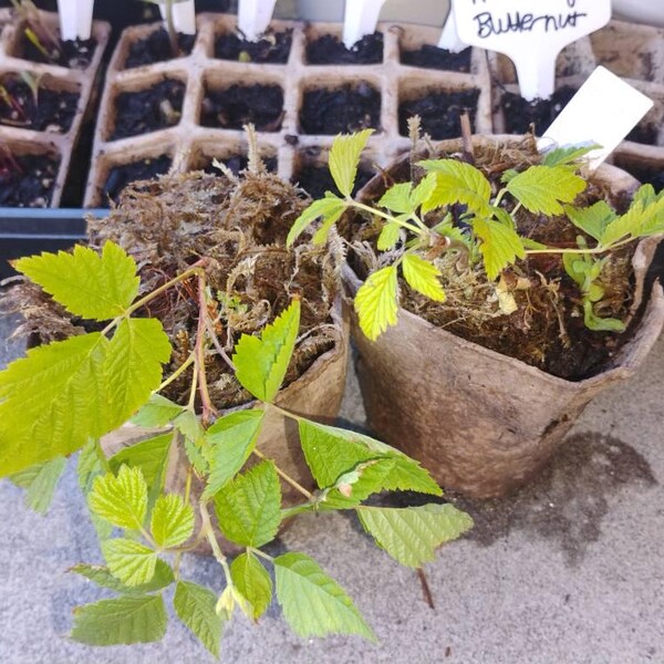 Red Alder Alnus Rubra 1-2 Year Sapling Organically Grown 8-12 " Root to ...
