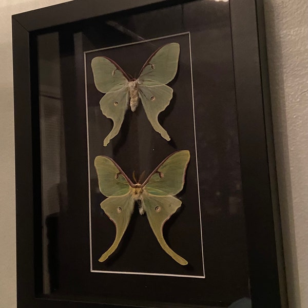 Real Lanternfly/plant Hopper Collection Pyrops Pyrorhyncha Zanna ...